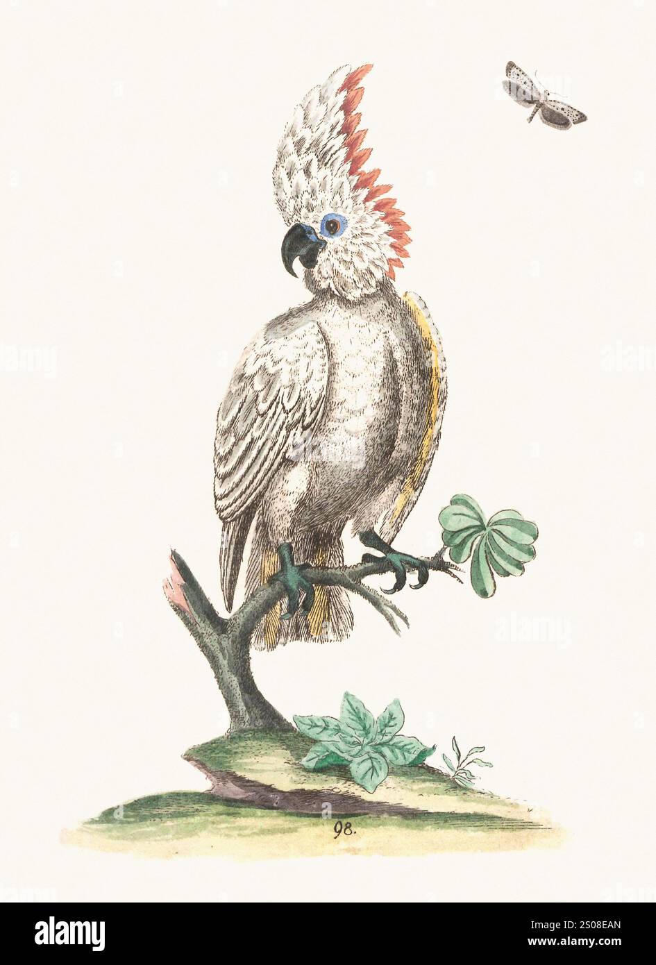 Vintage Bird Illustration. Hand-colored engraving of a bird from an ...