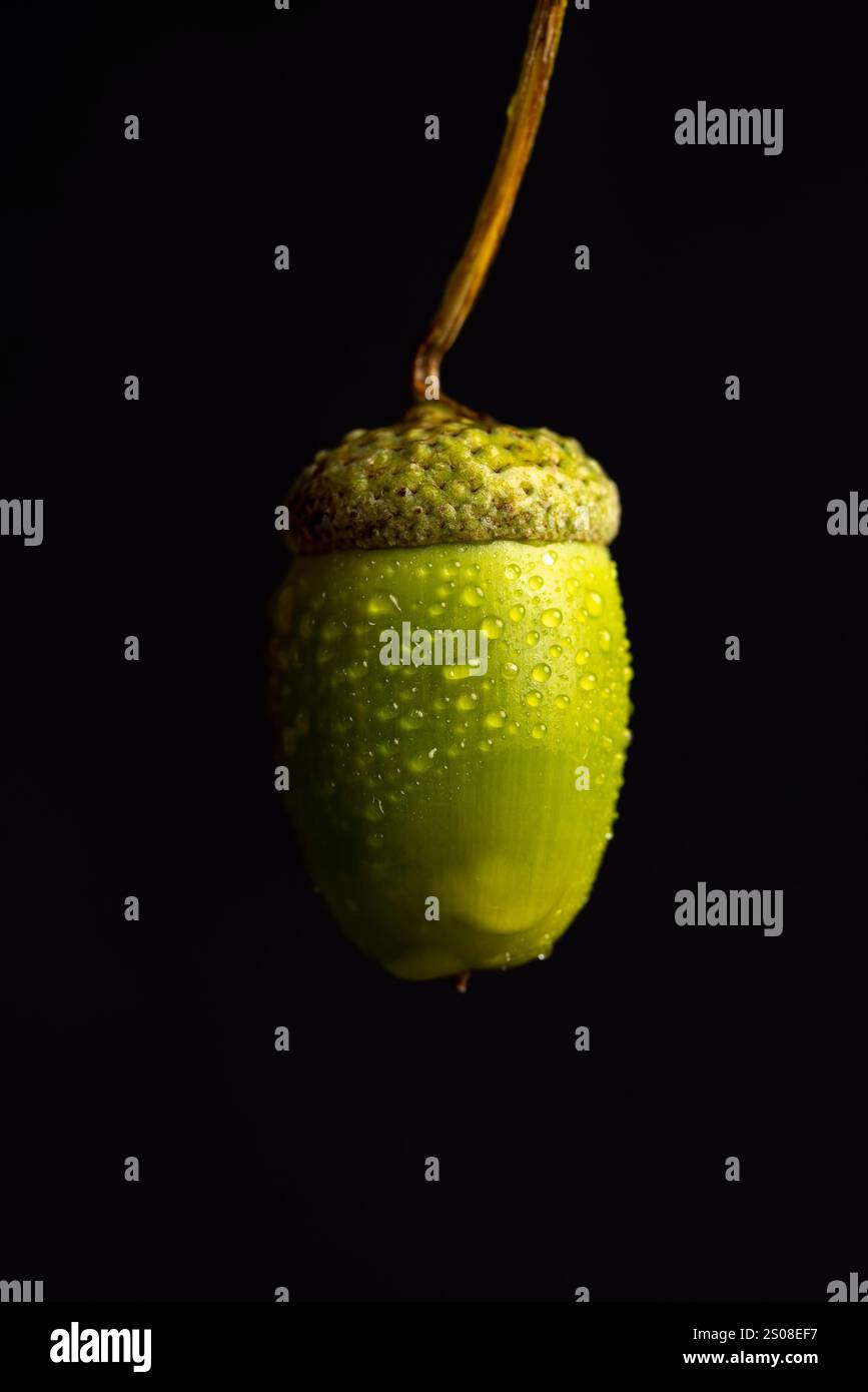 wet green big oak fruits acorns, not ripe and wet in drops of water ...