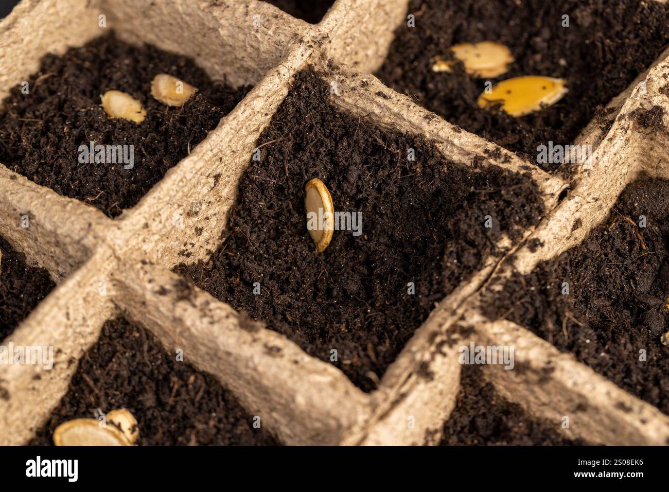 Seed in soil in cardboard cups closeup, poured black soil into paper ...