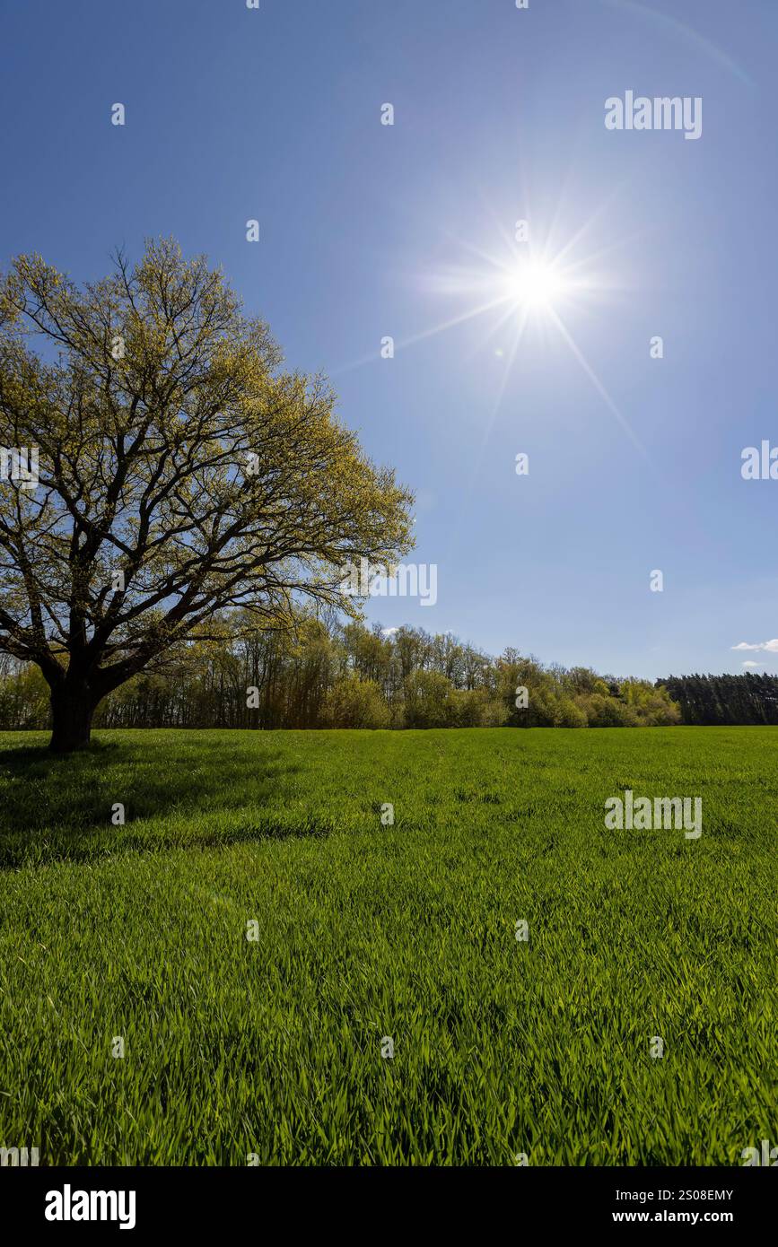 an oak in a field with green wheat, a lone oak in a field with green ...