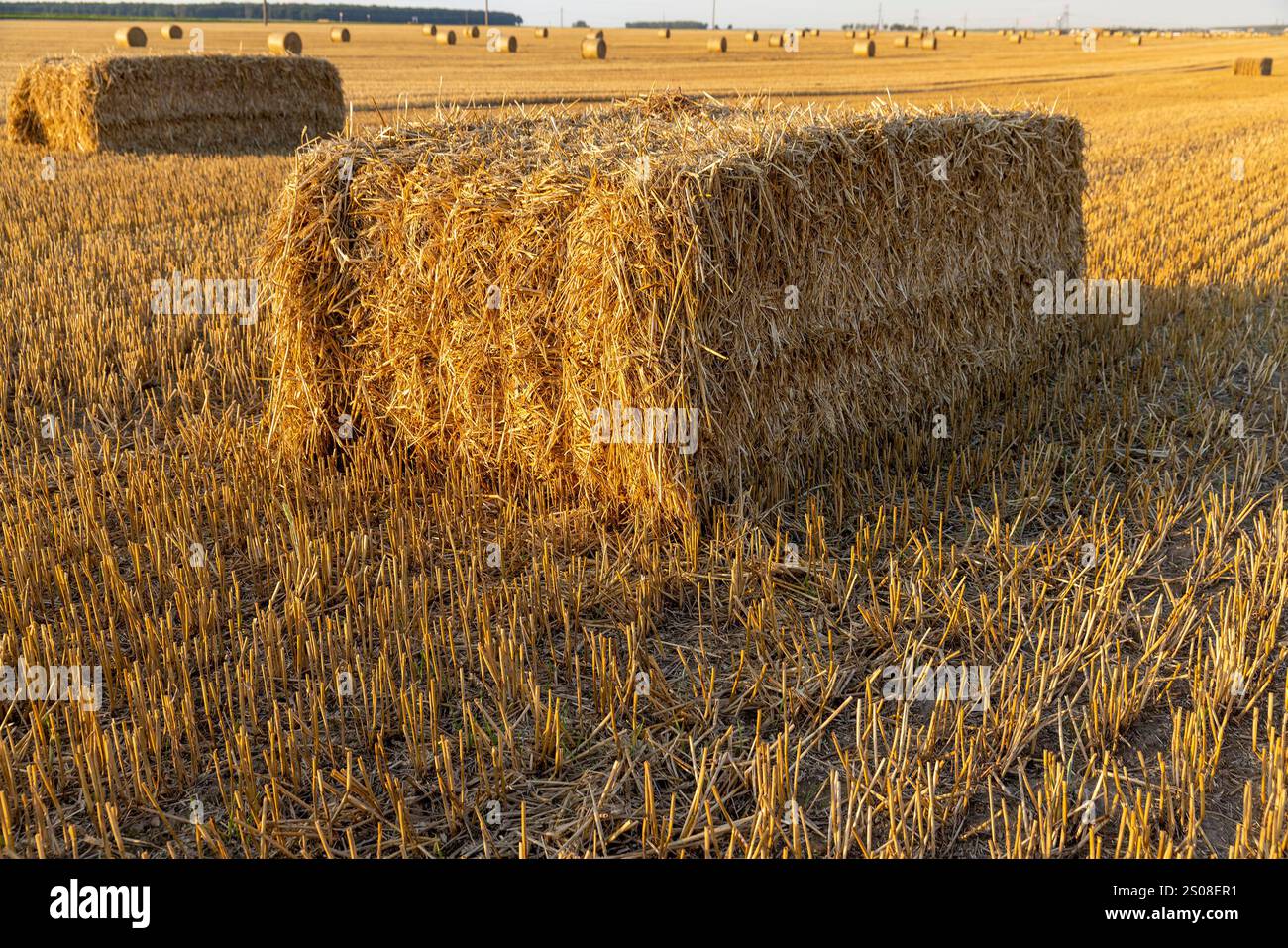stacks of golden wheat straw in a field at sunset , rectangular stacks ...