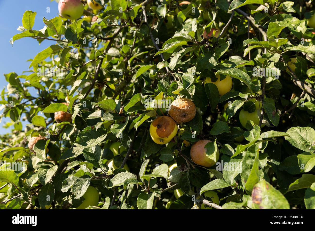 apples that have rotted on the branches, sick apples on the branches ...