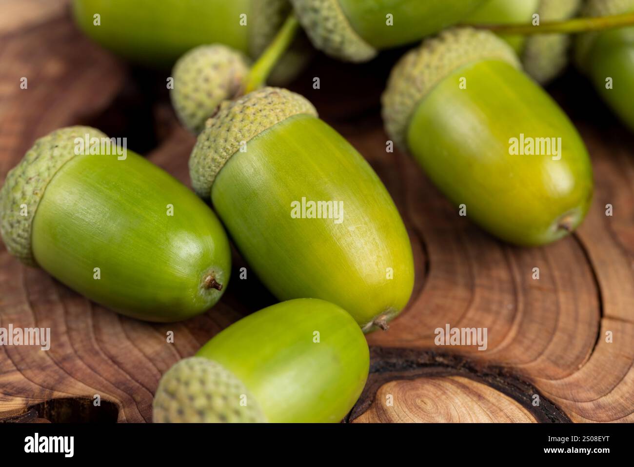 green oak acorns on a juniper board, details of green immature oak ...