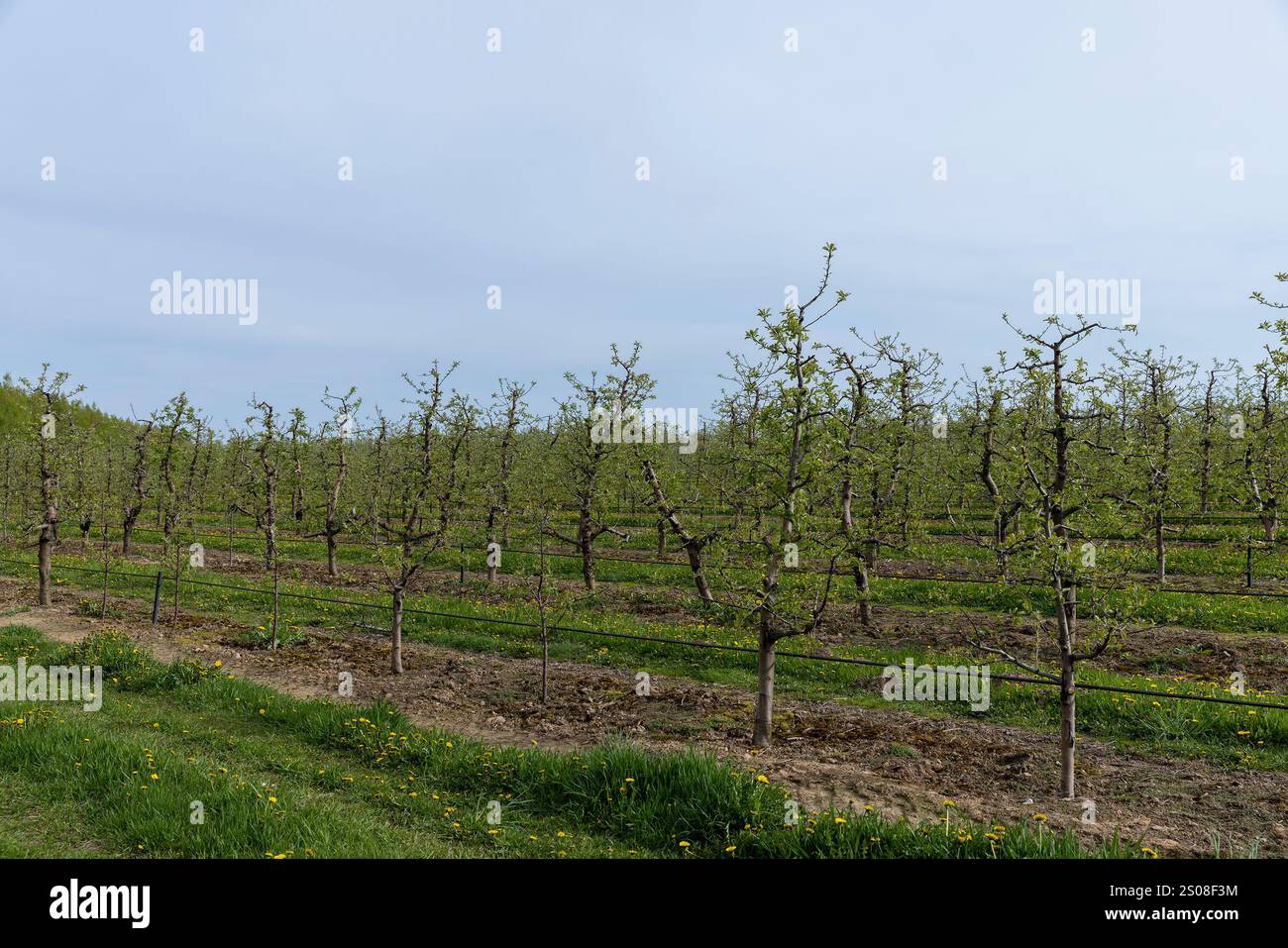 apple trees in the orchard, growing apples and other fruits on an ...