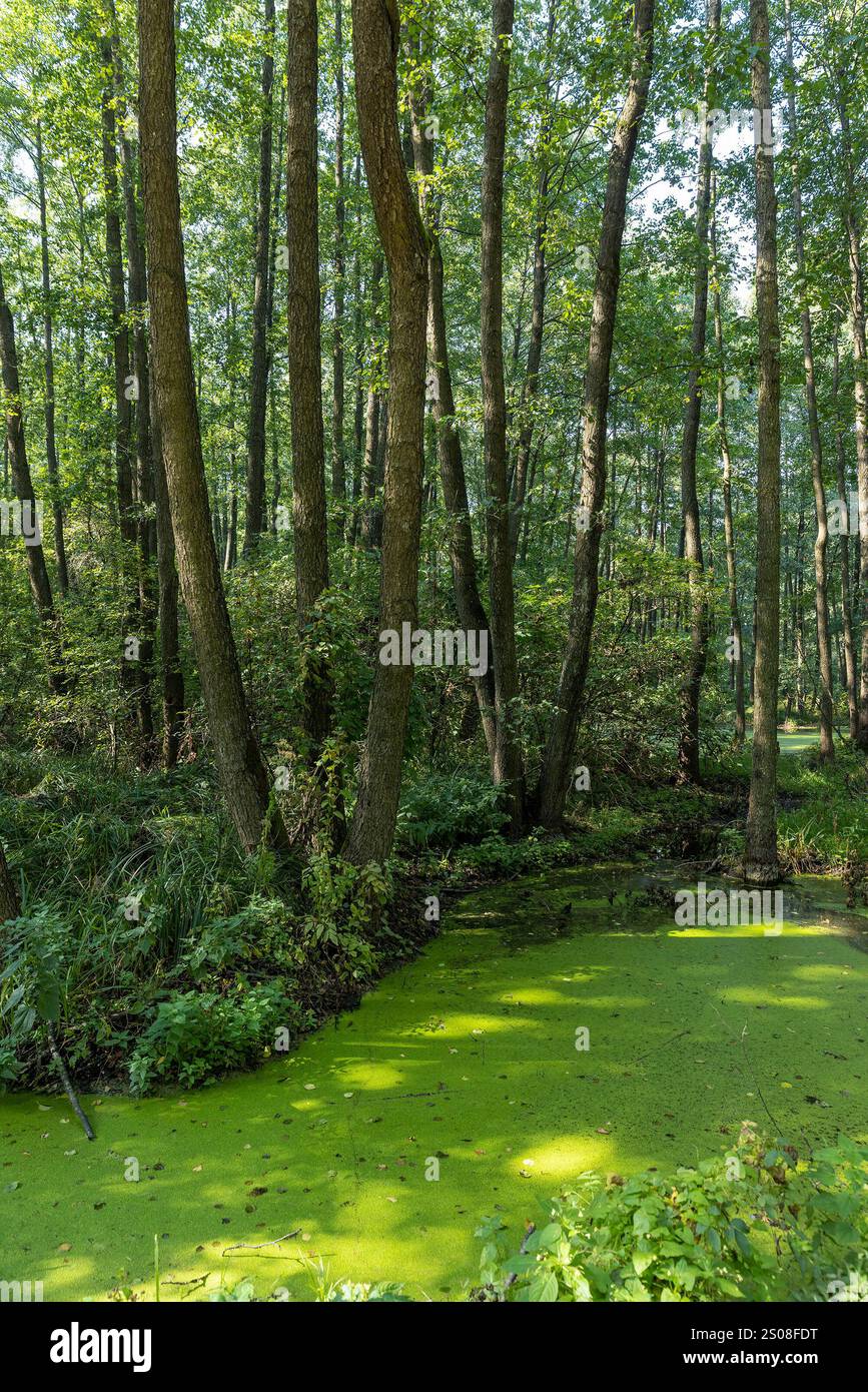 grass and trees in the swamp in the summer, green grass and deciduous ...