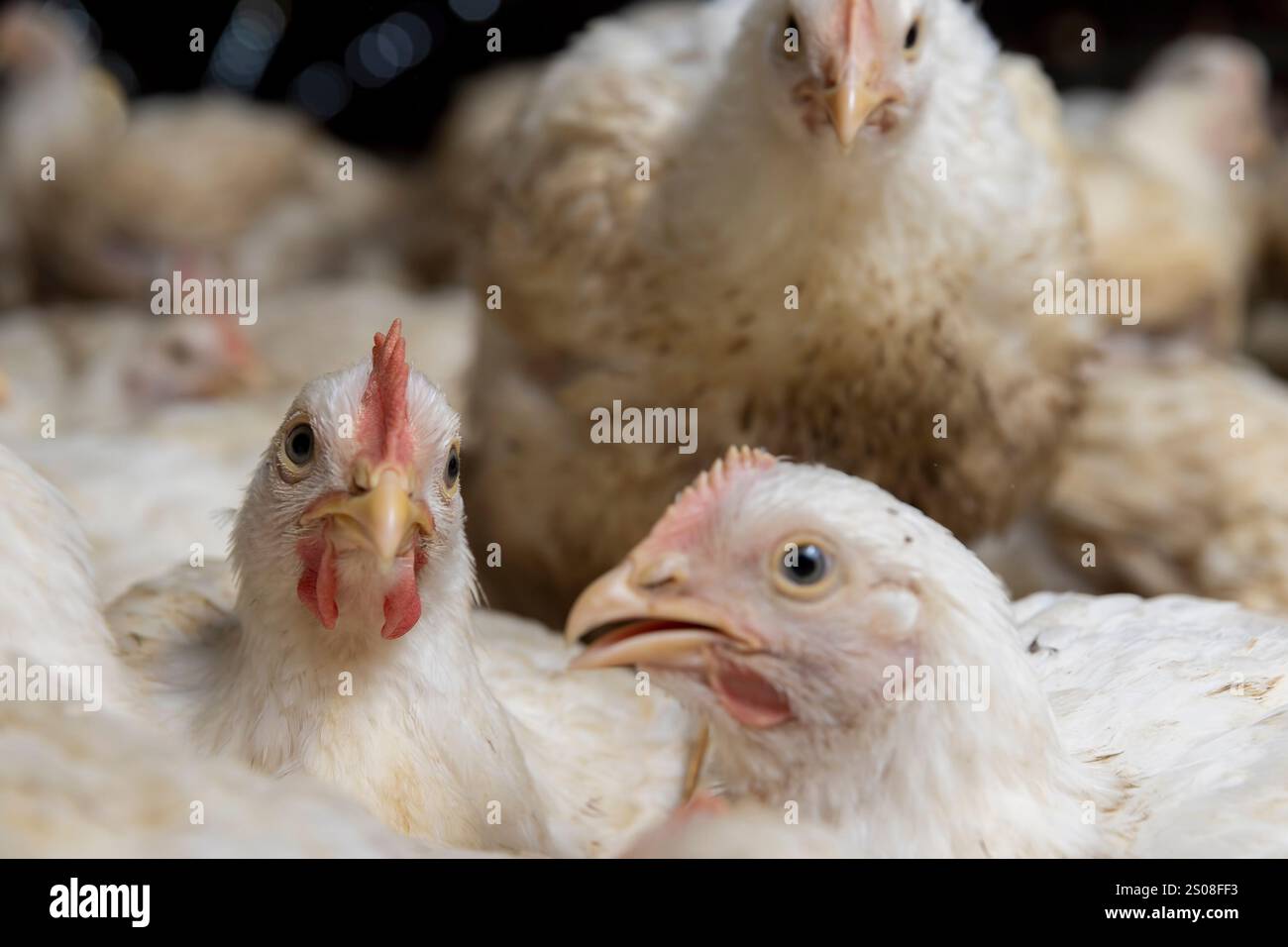 meat chickens in a cage free zone at a poultry farm in a rural area ...