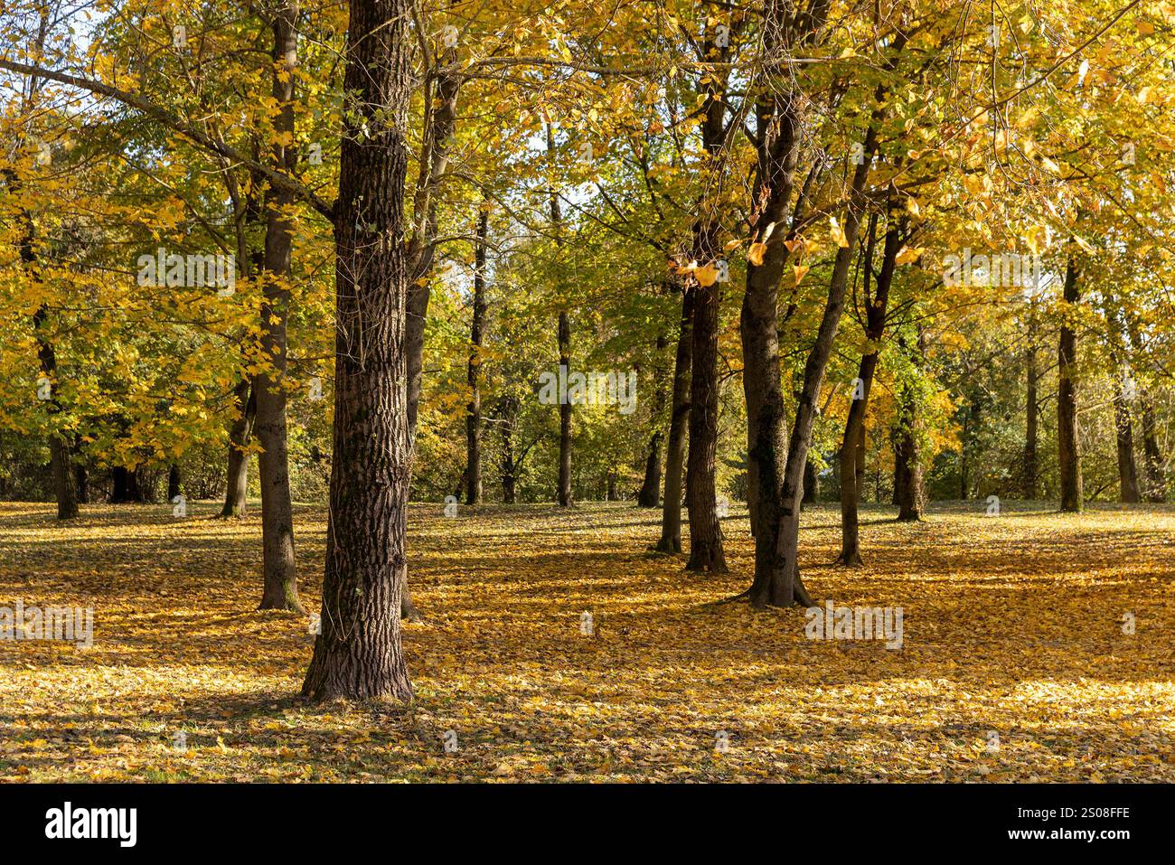 park with yellowing maple foliage in sunny weather, beautiful park with deciduous trees in sunny ...