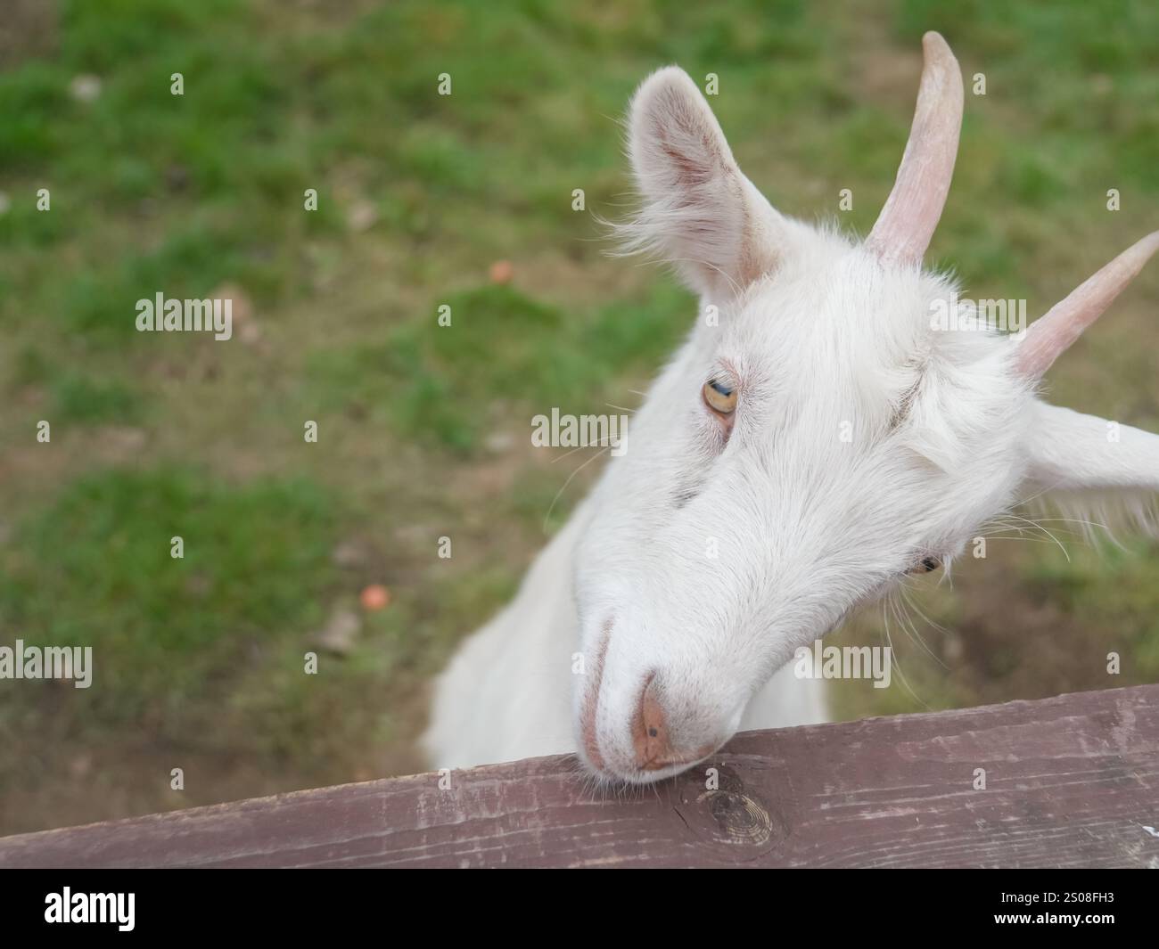 Curious white goat leaning its head over a wooden fence, sniffing and ...