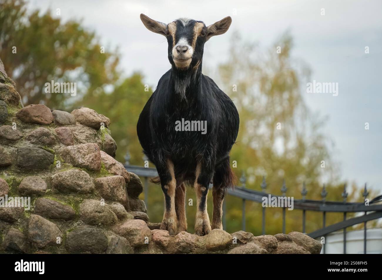 Black and white domestic goat is standing on a stone construction ...
