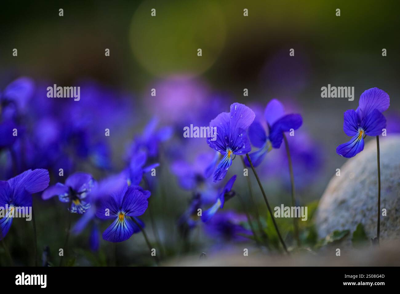 Viola corsica is a fast growing broadleaf deciduous, evergreen or semi ...