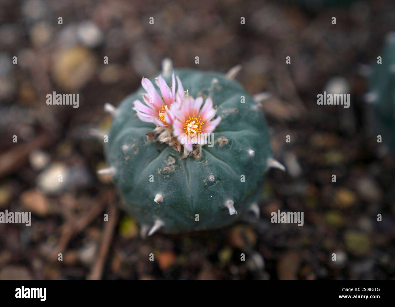 A peyote plant blooms while growing in the nursery at the Indigenous ...
