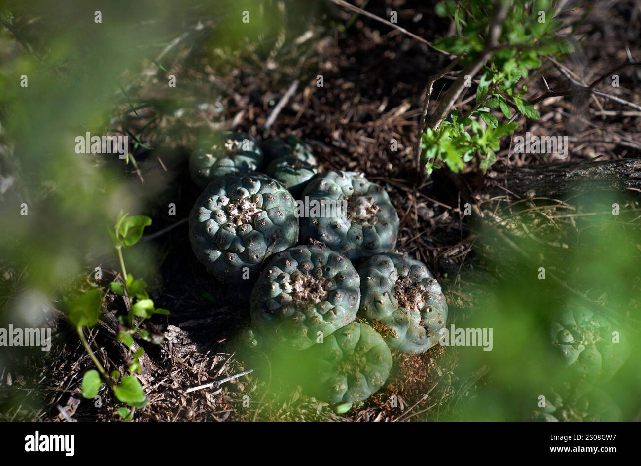 Peyote growing in the wild on the 605 acres of land run by the ...