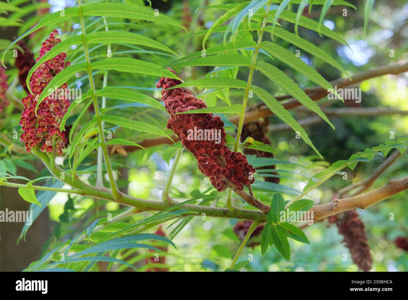 Cottage garden. Rhus typhina is blooming. Small tree that grows in ...