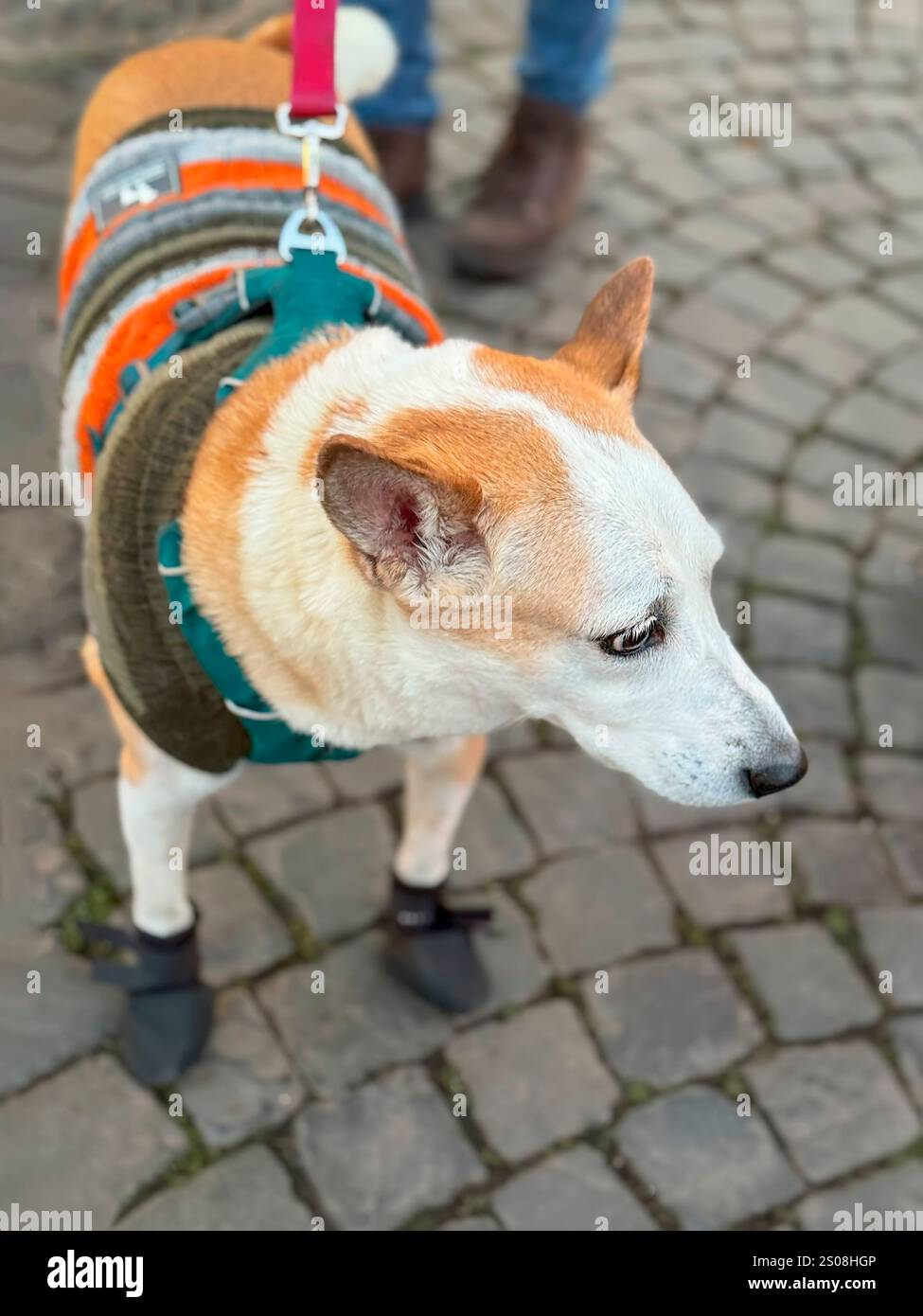 Close-up of a small dog wearing a colorful sweater and boots. Cozy ...