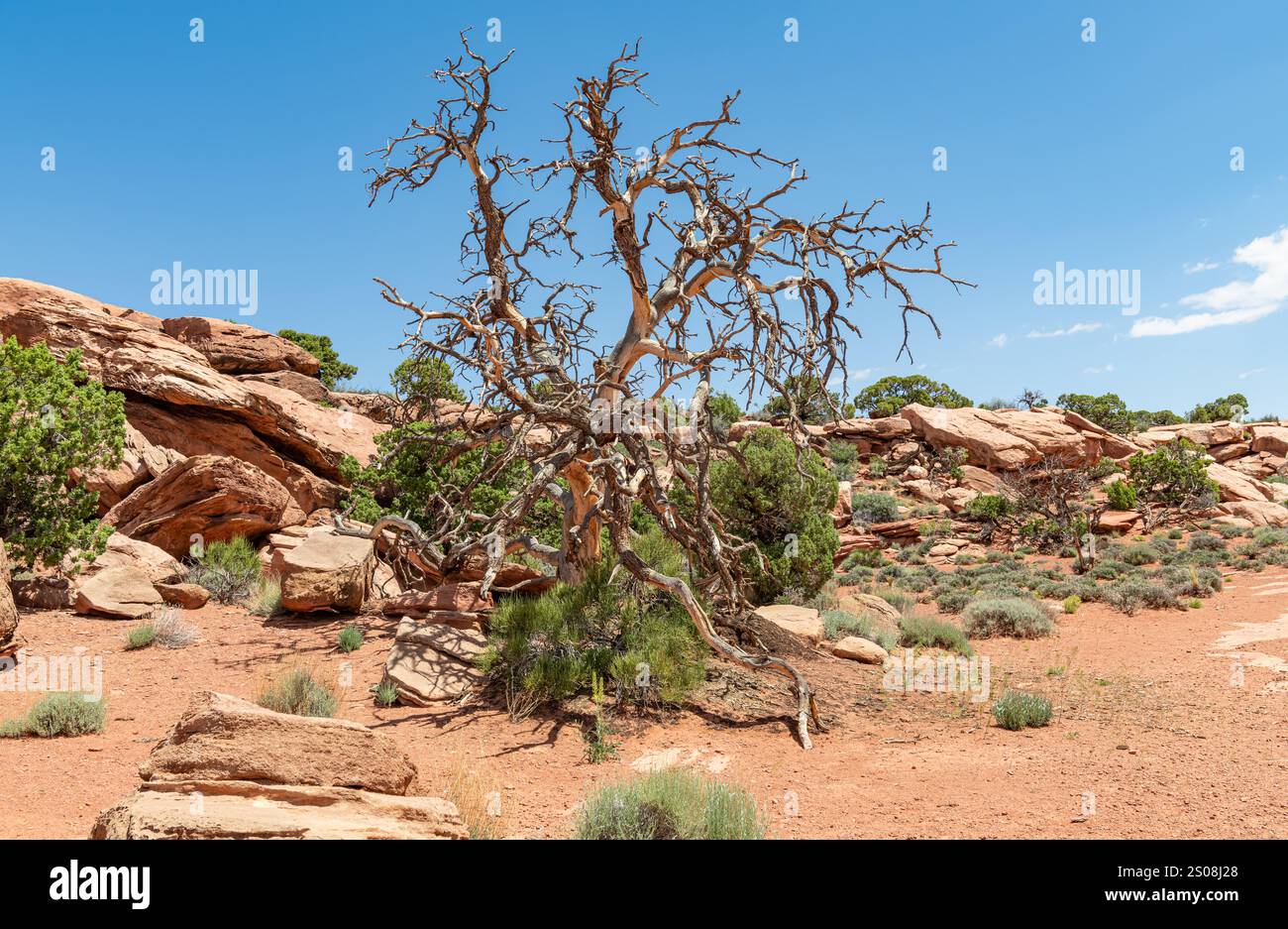 Dead tree in the desert rocks of Canyonlands National Park, Utah, USA ...