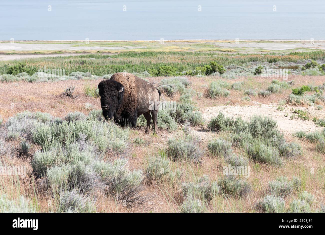 Bison on Antelope Island, with the Great Salt Lake behind Salt Lake ...