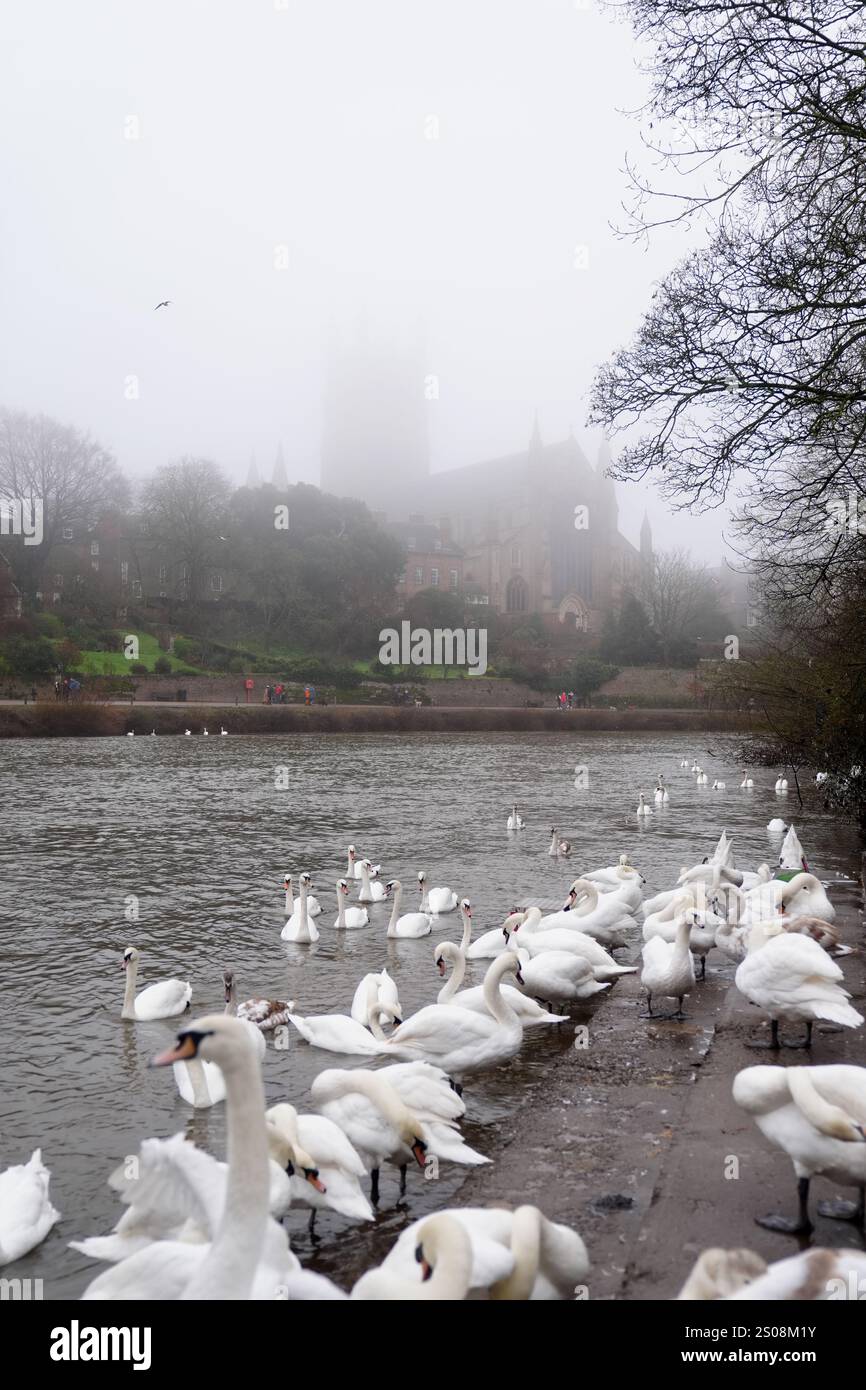 Geese gather near a lake during misty weather in Worcester. Boxing Day ...