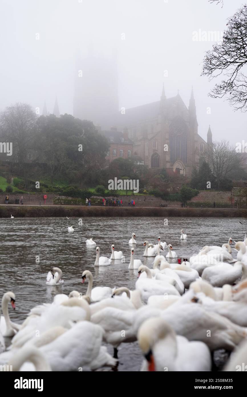 Geese gather near a lake during misty weather in Worcester. Boxing Day ...