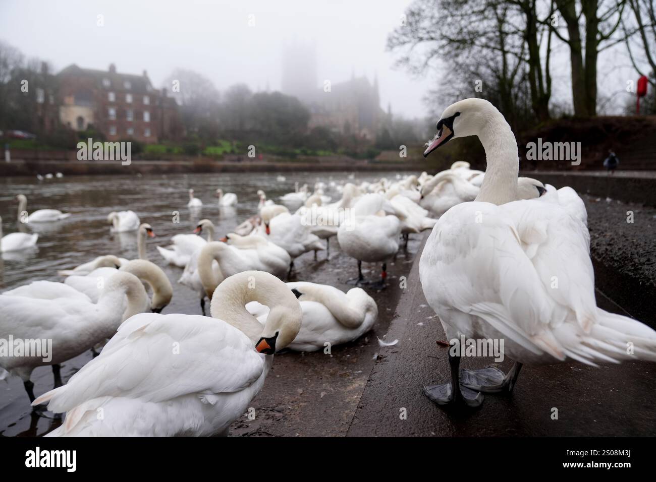 Geese gather near a lake during misty weather in Worcester. Boxing Day ...