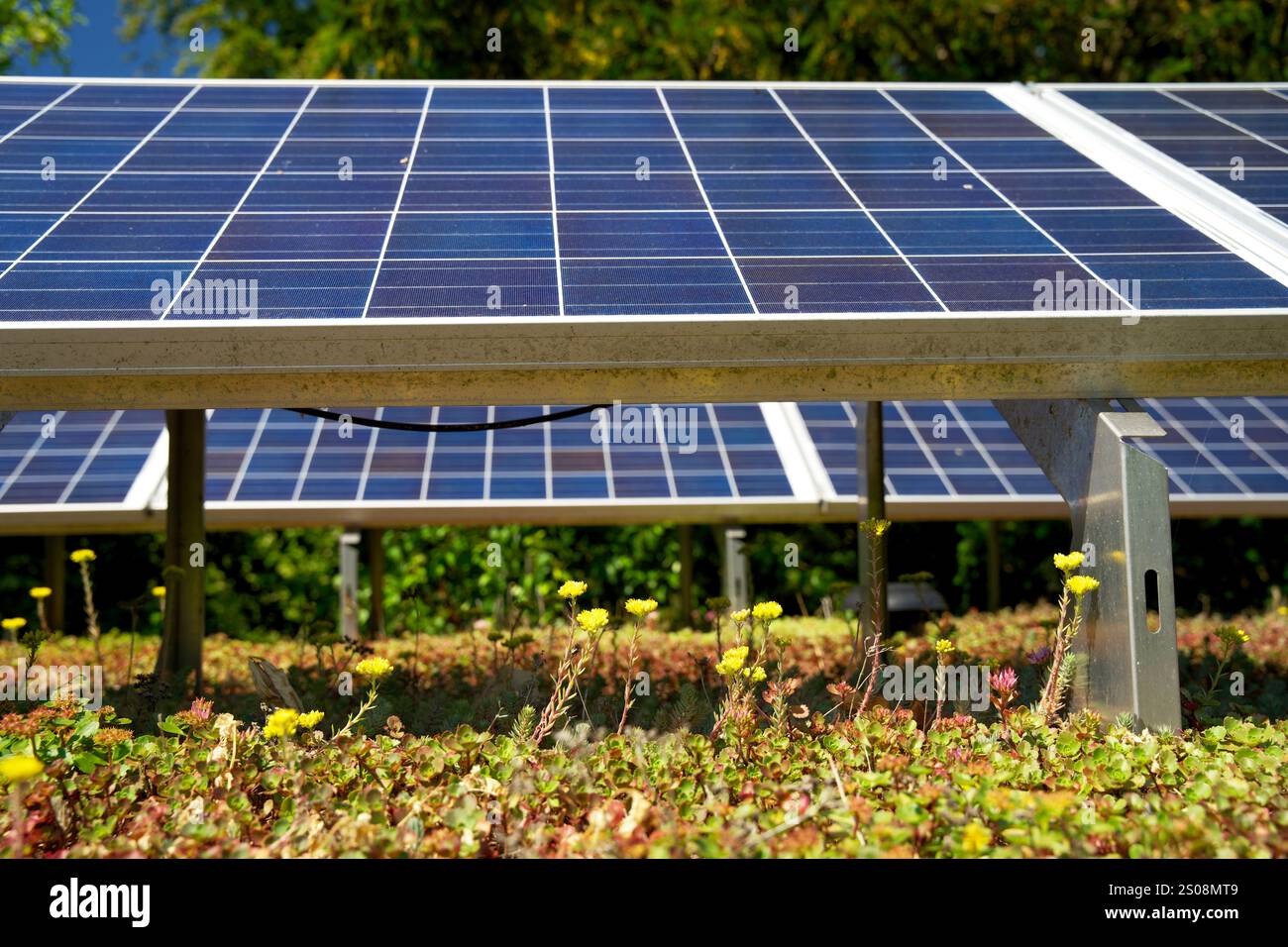 Green roof garden with blue solar panels. Sedum green roof with ...