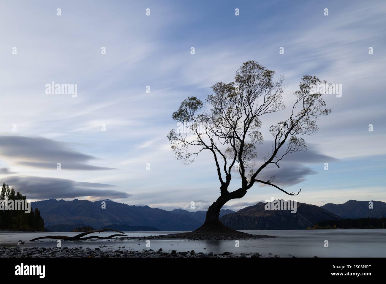 Wanaka Tree New Zealand Stock Photo - Alamy