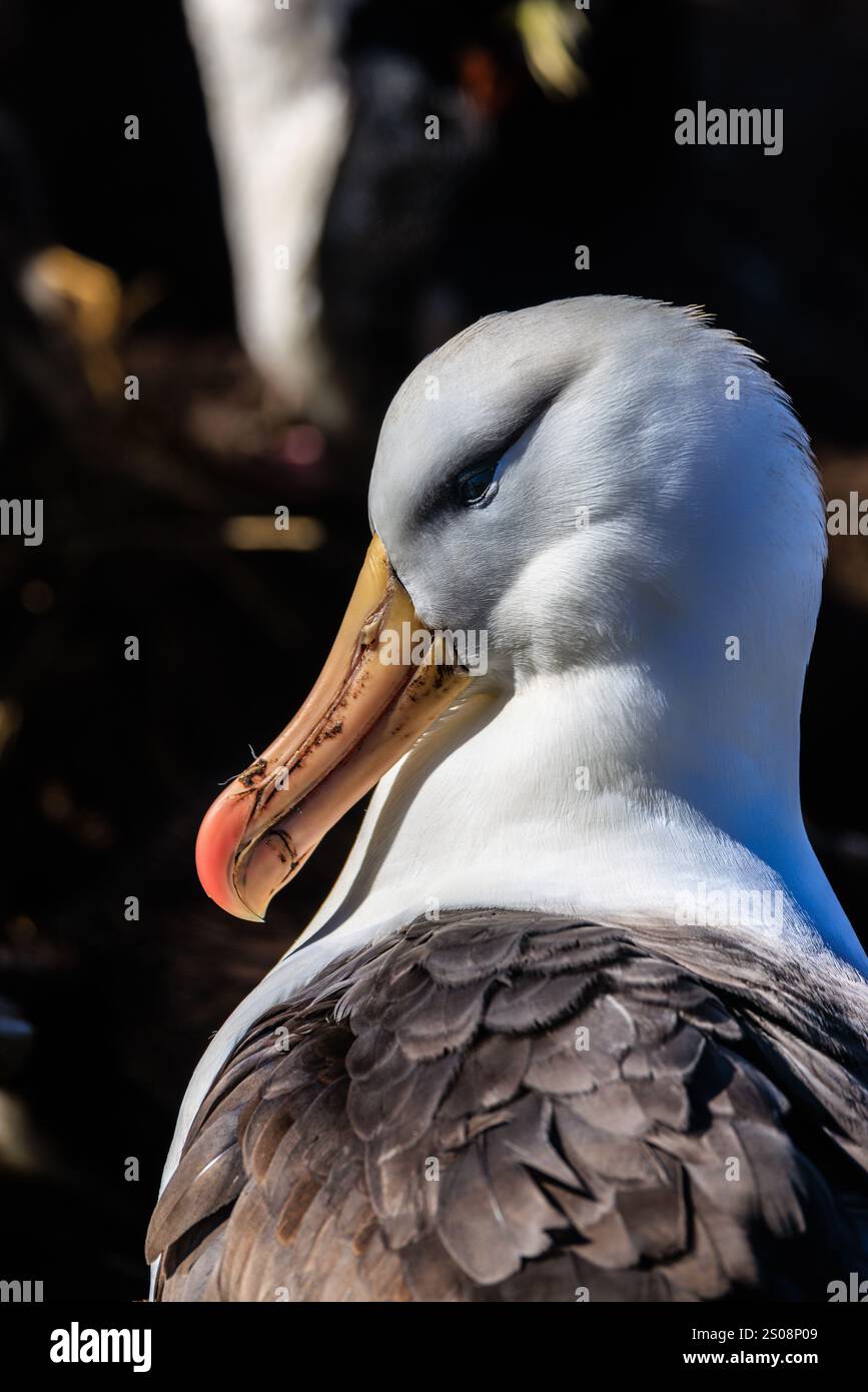 close up of black-browed albatross standing on a nest of head and neck ...
