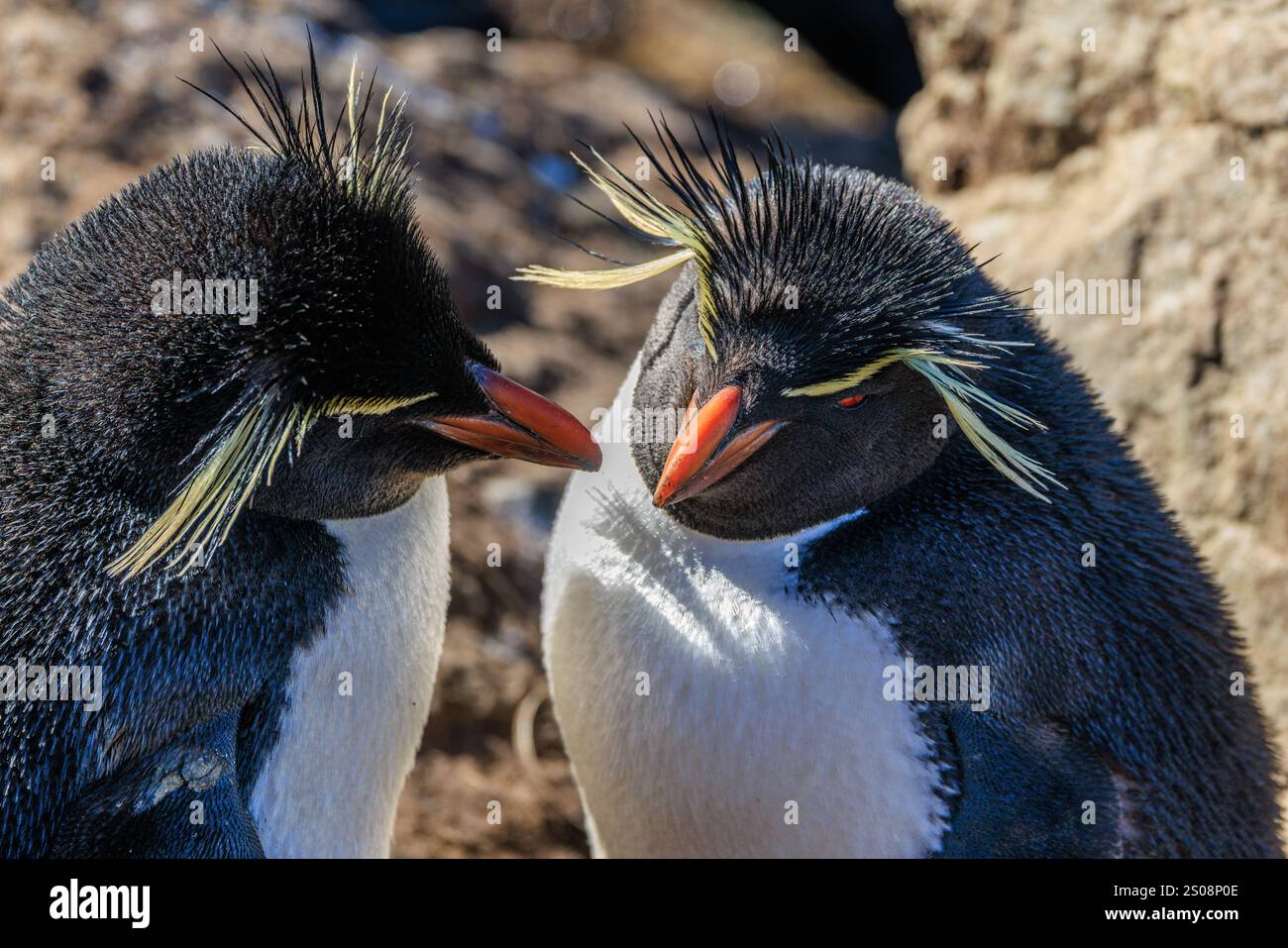 two rockhopper penguin standing together heads together bowing slightly ...