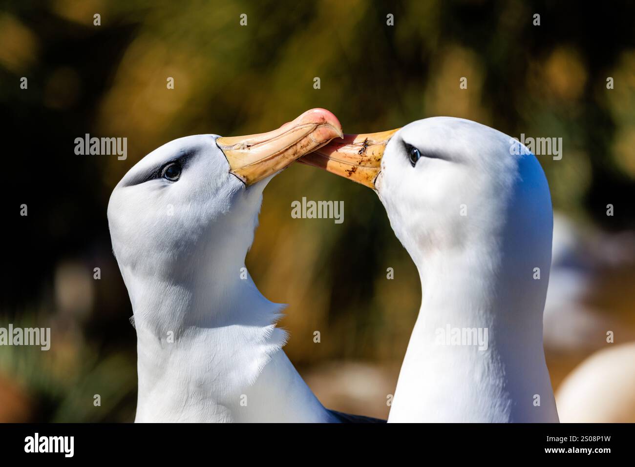 close up of two black-billed albatross mating behaviour with beak ...