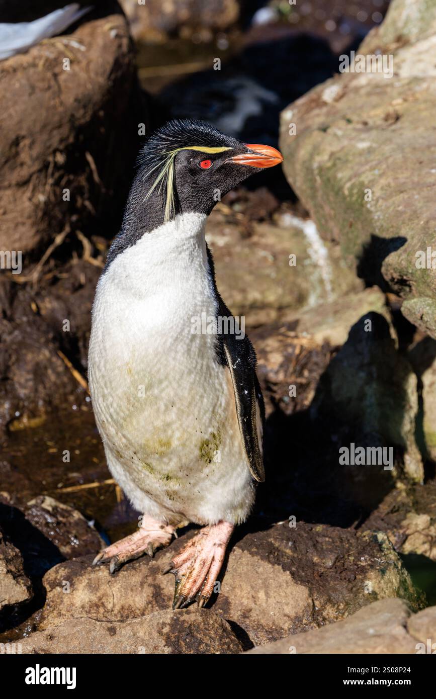 Rockhopper penguin side profile hi-res stock photography and images - Alamy