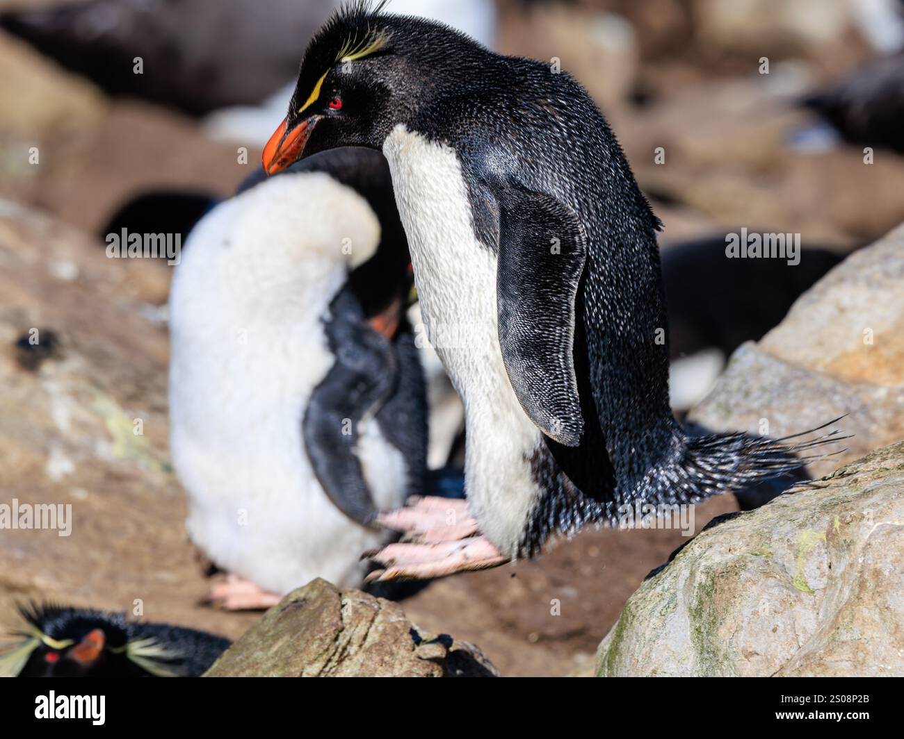 a rockhopper penguin demonstrates its name by hopping from rock to rock ...