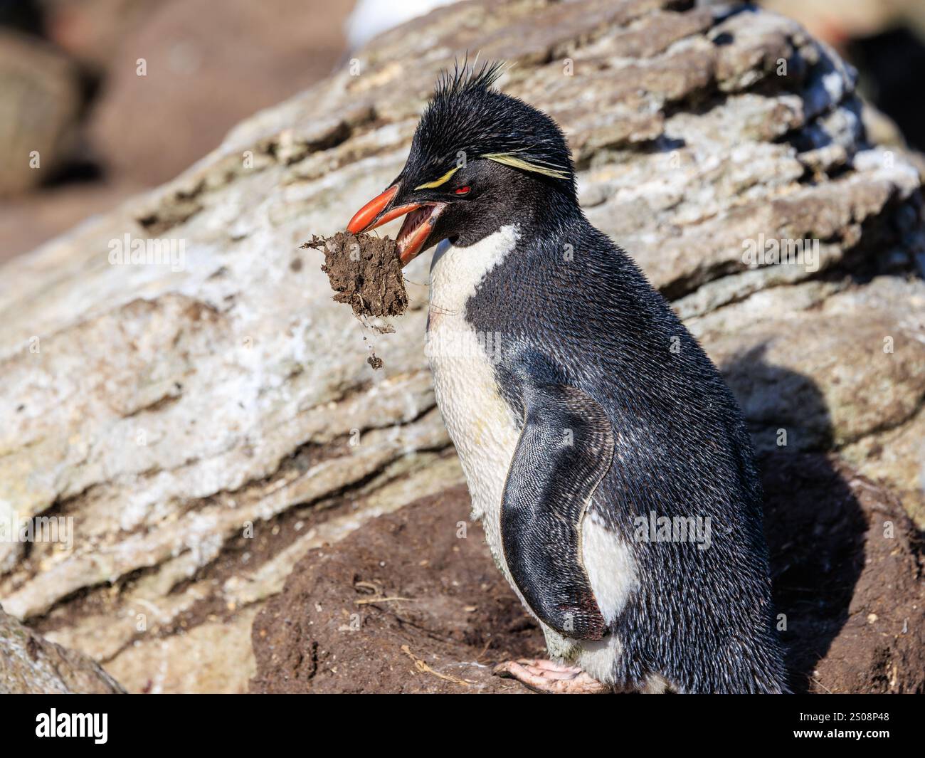 rockhopper penguin carrying chunk of earth in open orange beak at ...