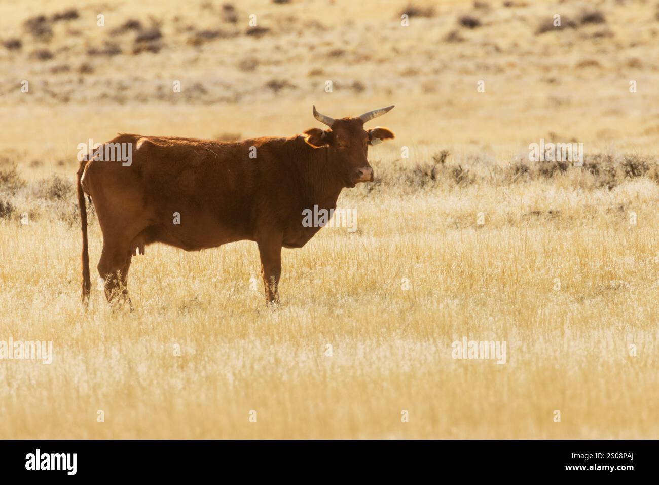 Single brown cow with horns standing alone in the northern Nevada high ...