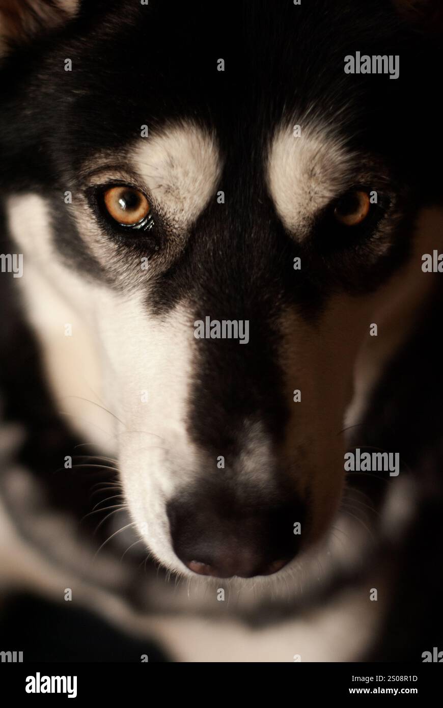 Black and white husky with yellow eyes looking into the camera. Caring for sled dogs. Pet care ...