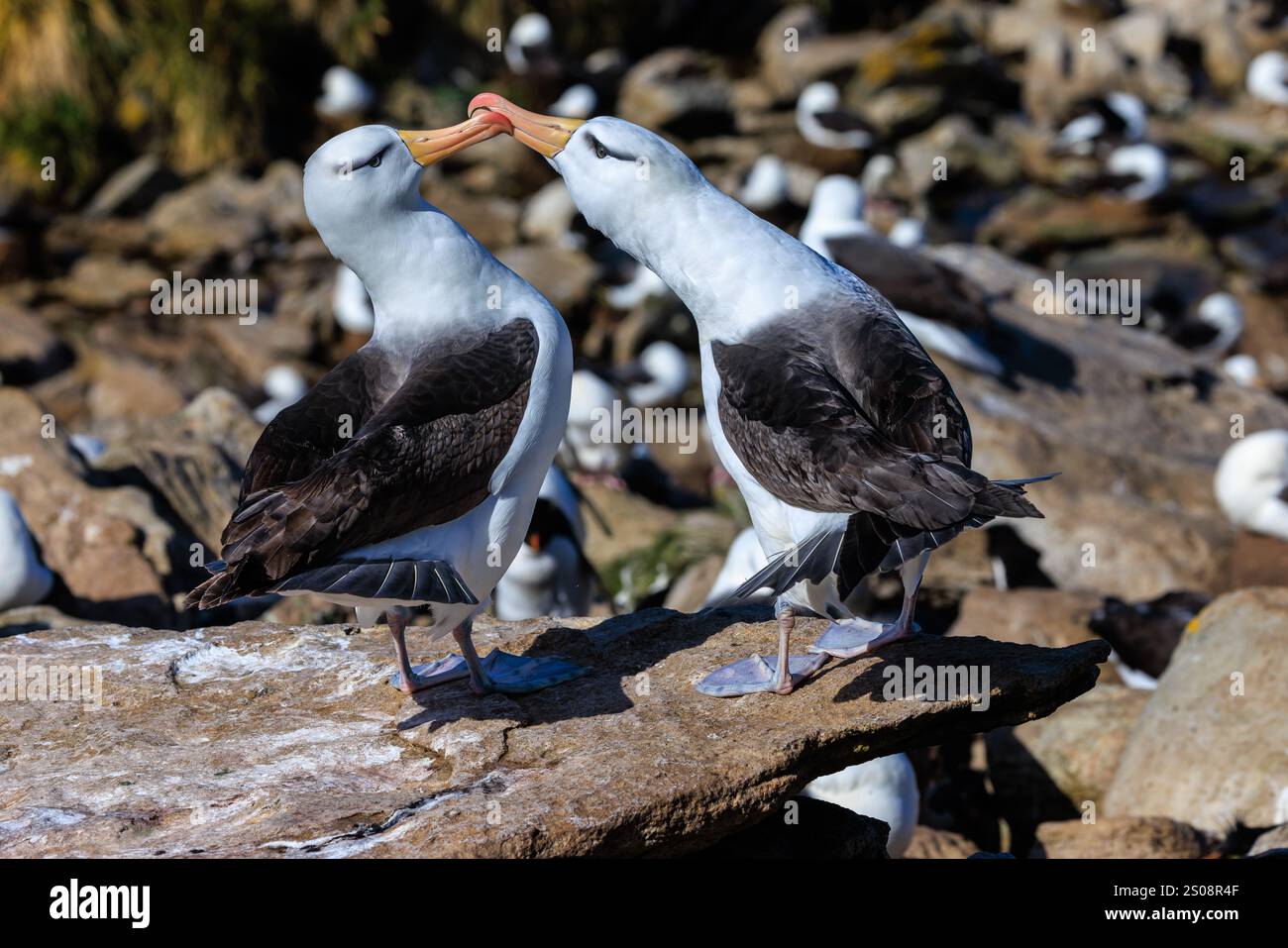 close up of two black-billed albatross mating behaviour with beak ...
