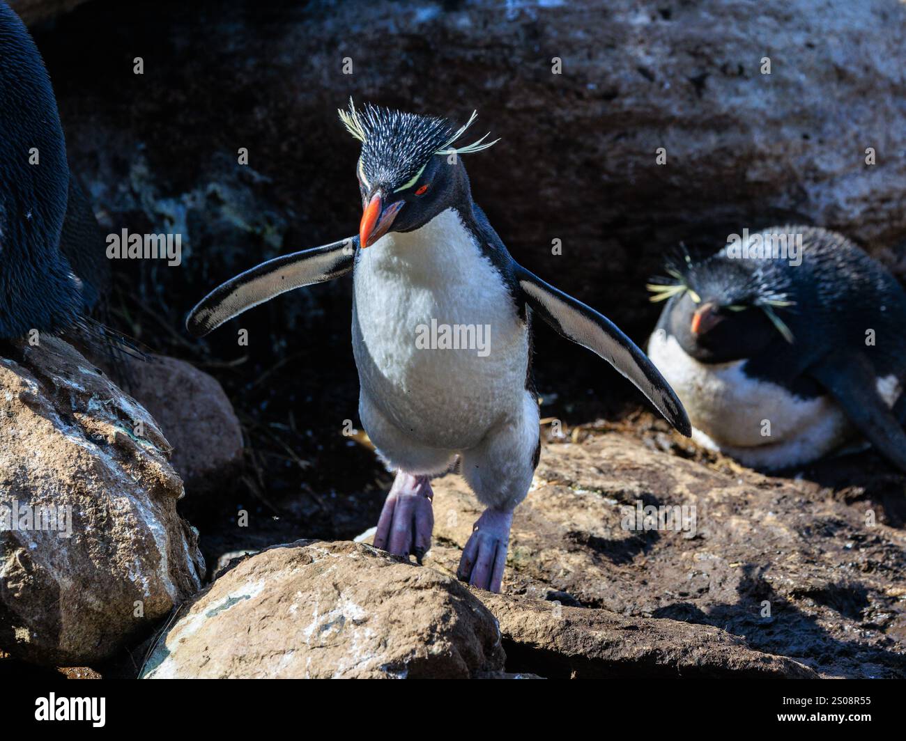 a rockhopper penguin lands safely after hopping from rock to rock at ...