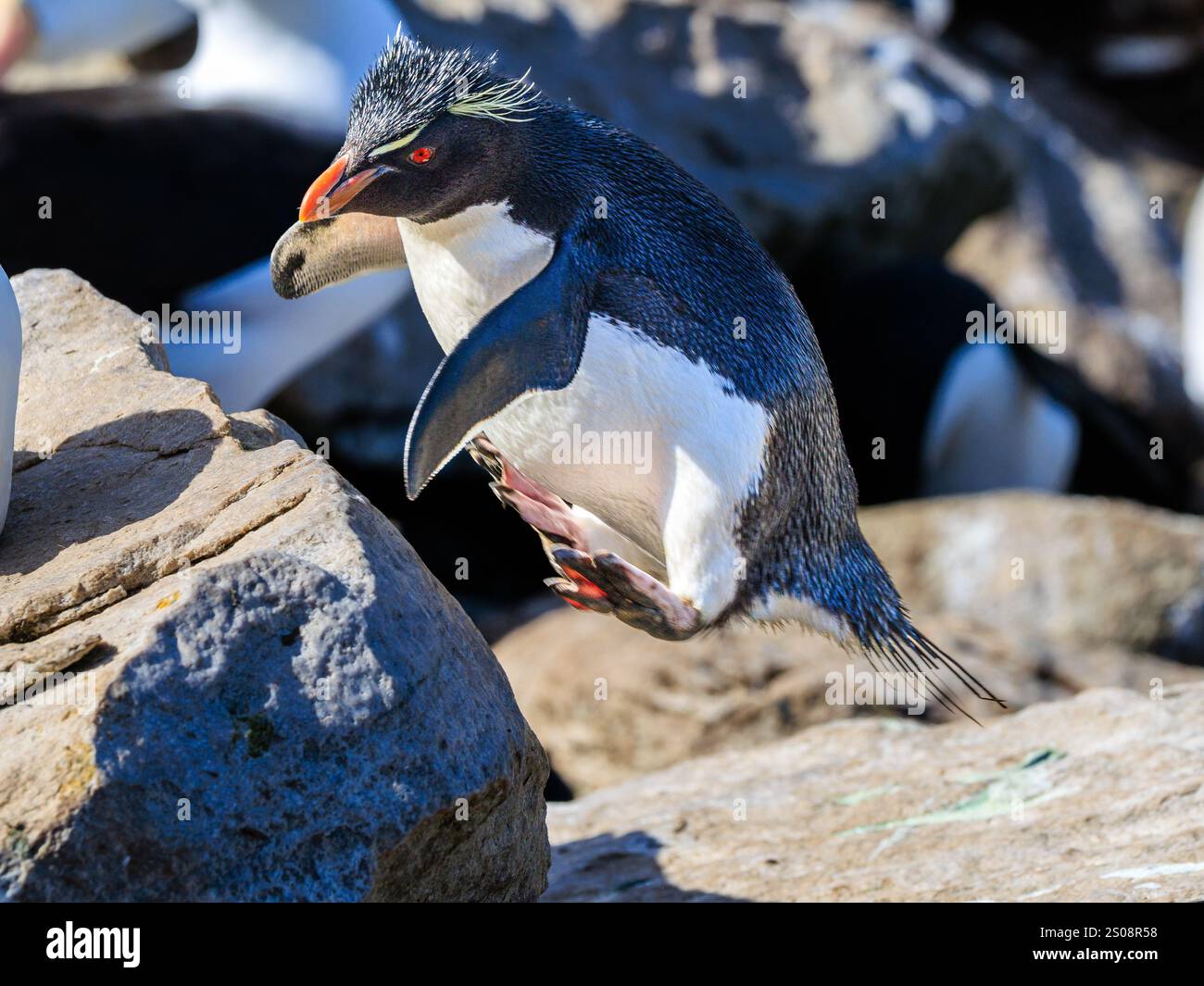 a rockhopper penguin demonstrates its name by hopping from rock to rock ...