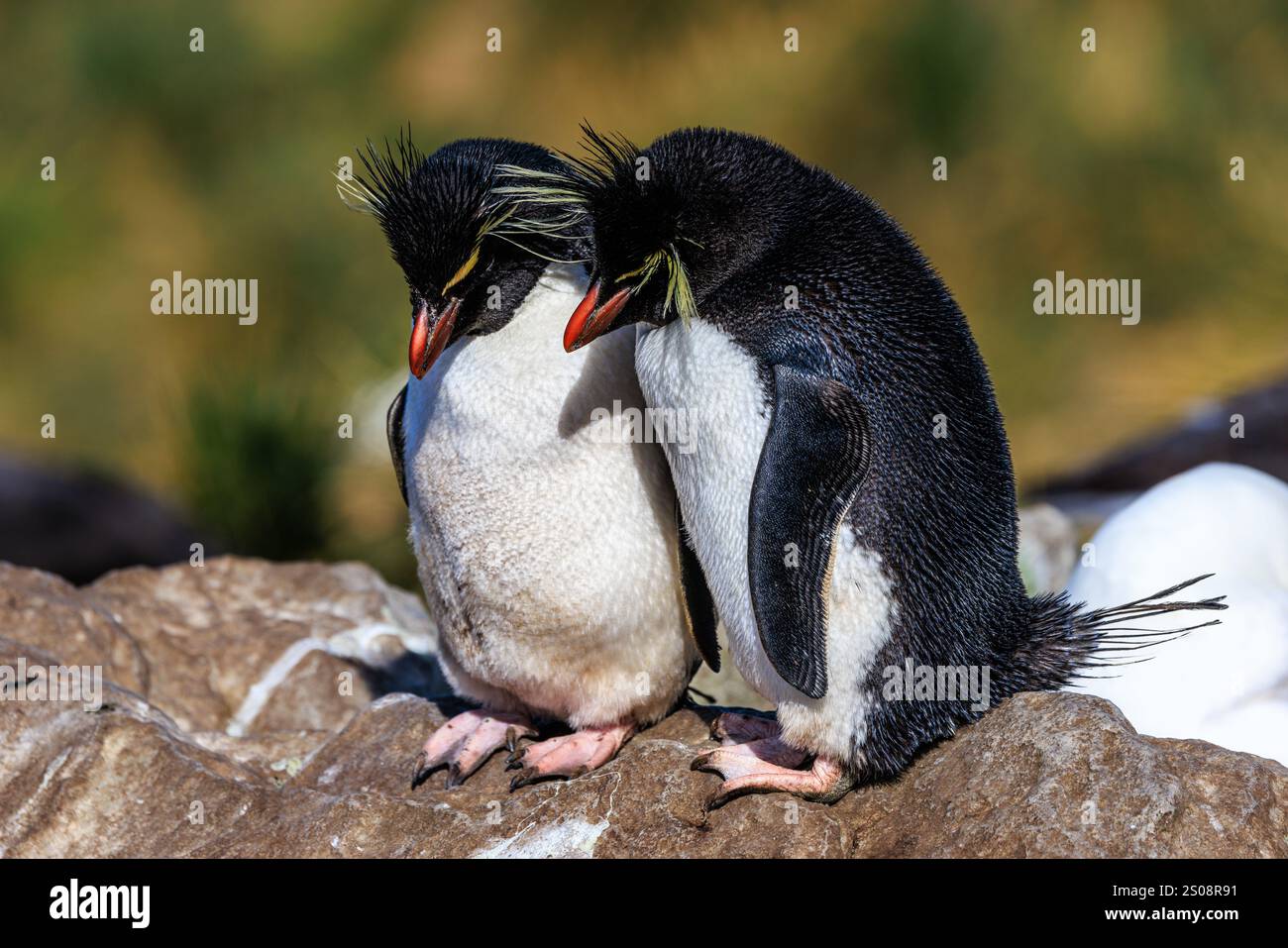 two rockhopper penguin standing together full length facing heads ...