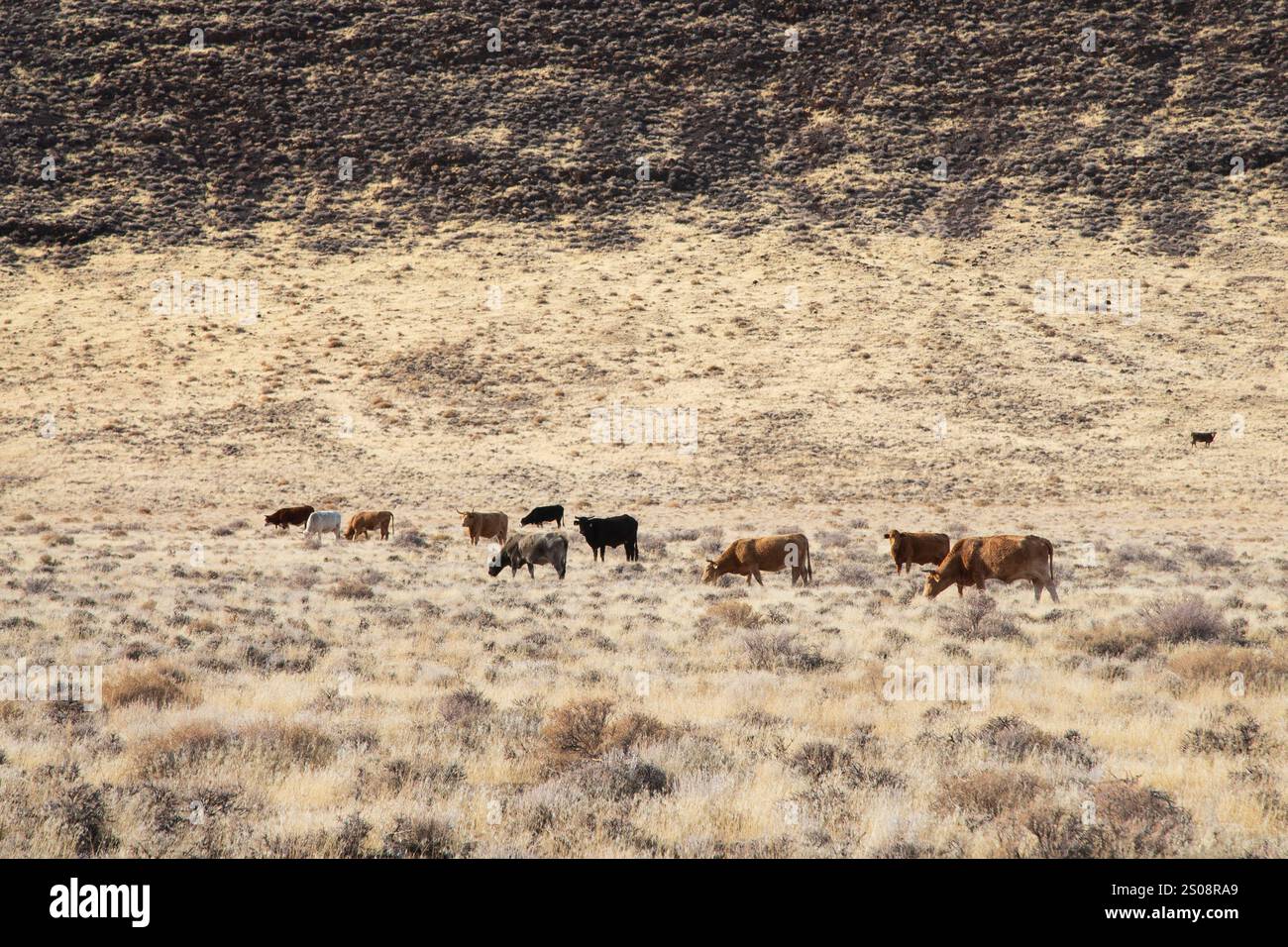 Herd of cattle on the northern Nevada open range near the Pyramid Lake ...