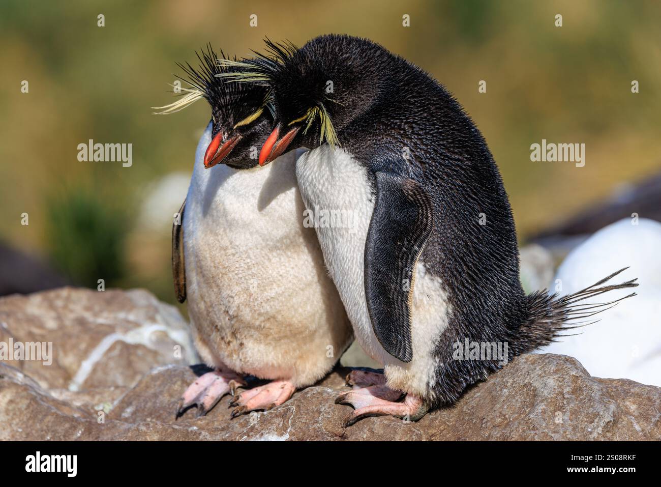 two rockhopper penguin standing together full length facing heads ...