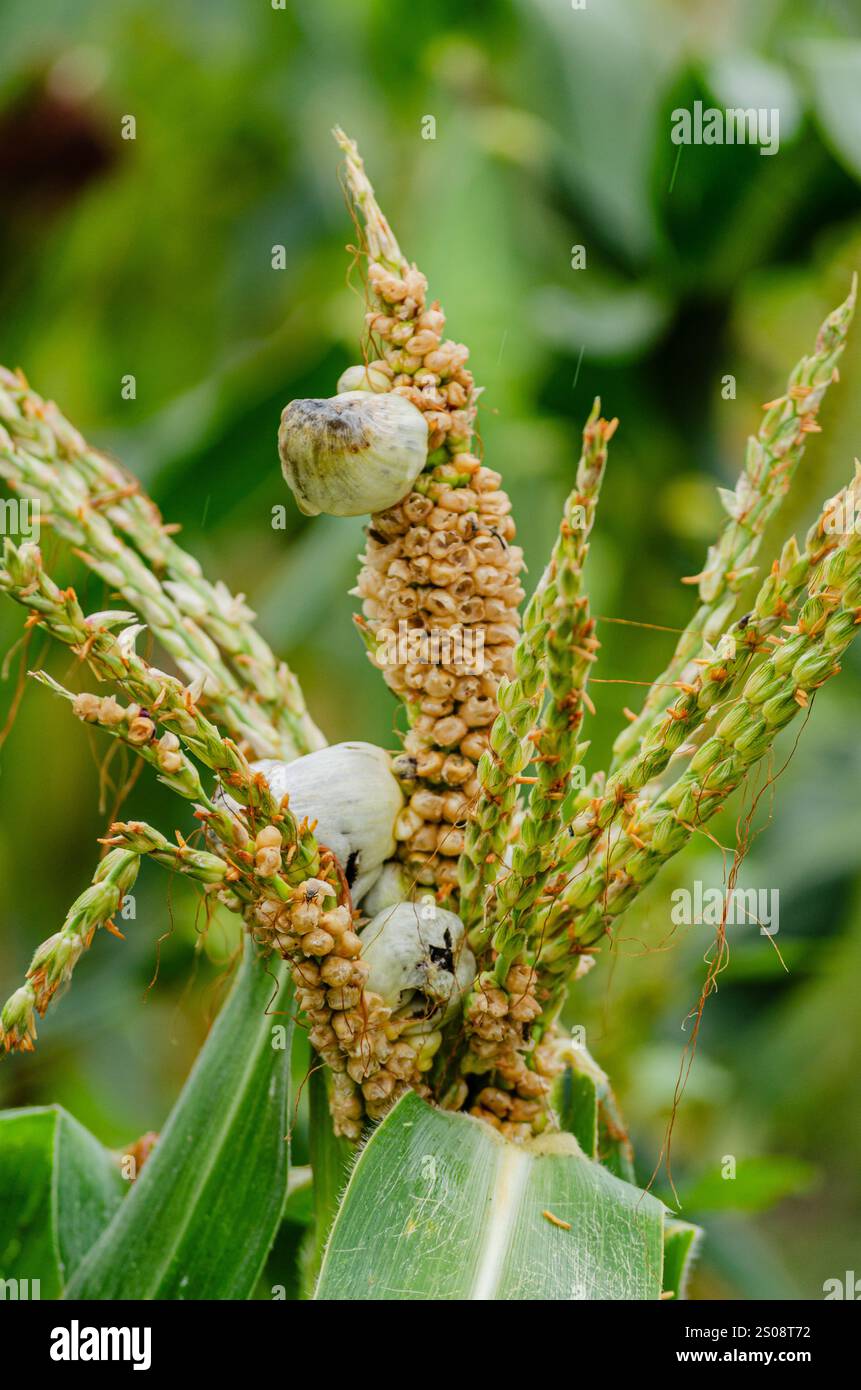 A corn plant affected by the fungus Ustilago maydis Stock Photo - Alamy