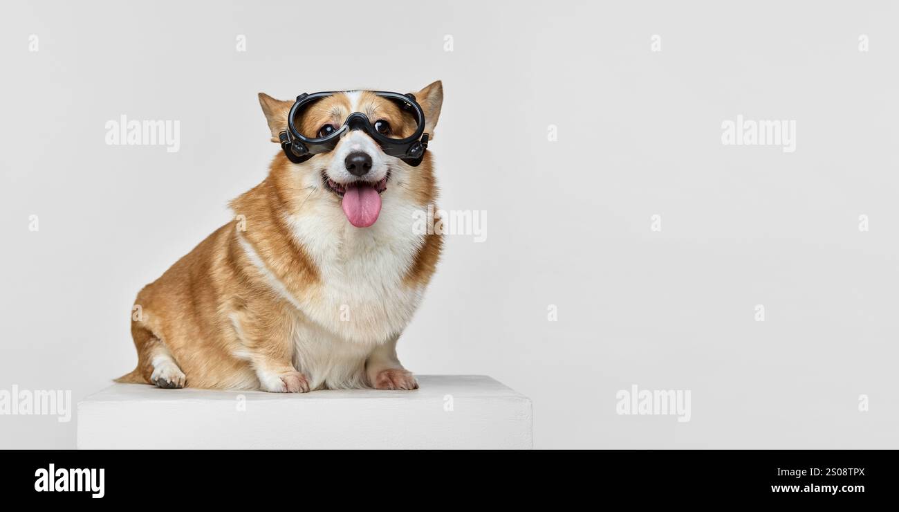 Fluffy brown and white Corgi sits on white box, sporting pair of black ...