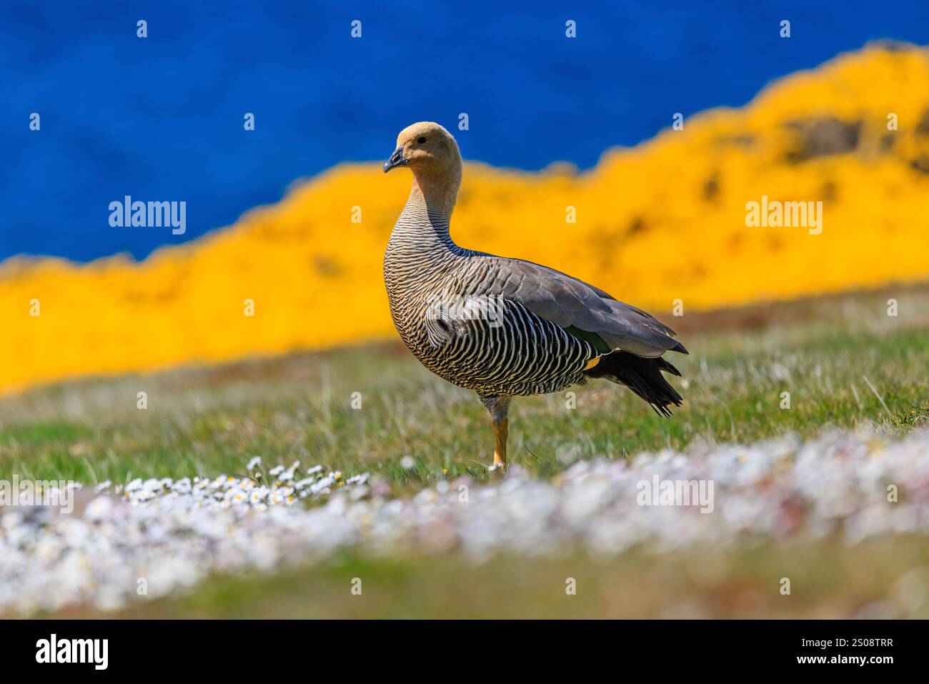 an adult female upland goose standing in profile against a tricolour ...