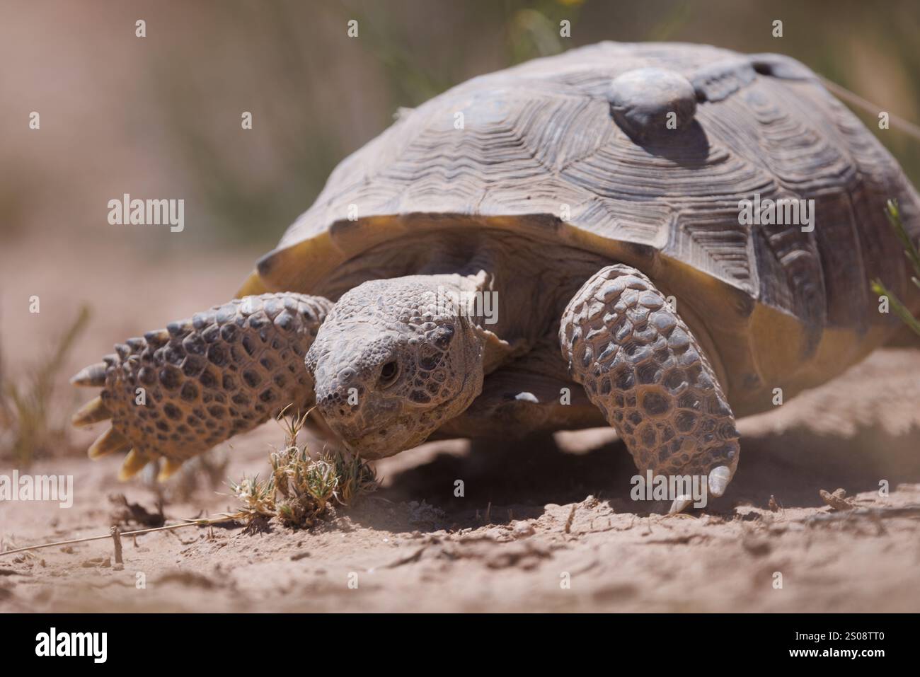 Bolson Tortoise with radio transmitter, Armandaris Ranch, Sierra county ...