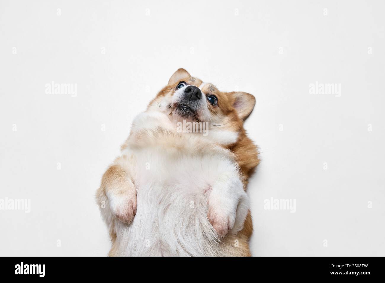 Close up, aerial view photo of playful Corgi lies on its back, paws ...