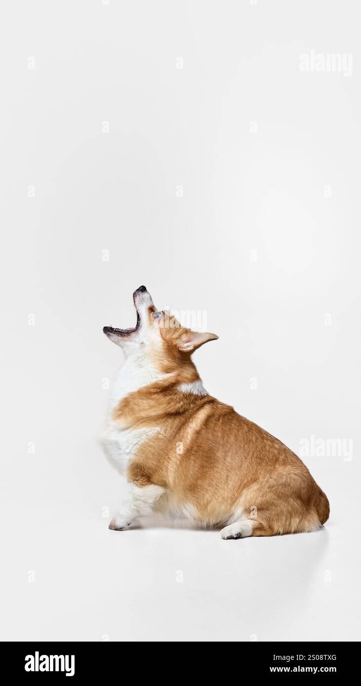 Side view photo of purebred fluffy white-brown Corgi sitting with open ...