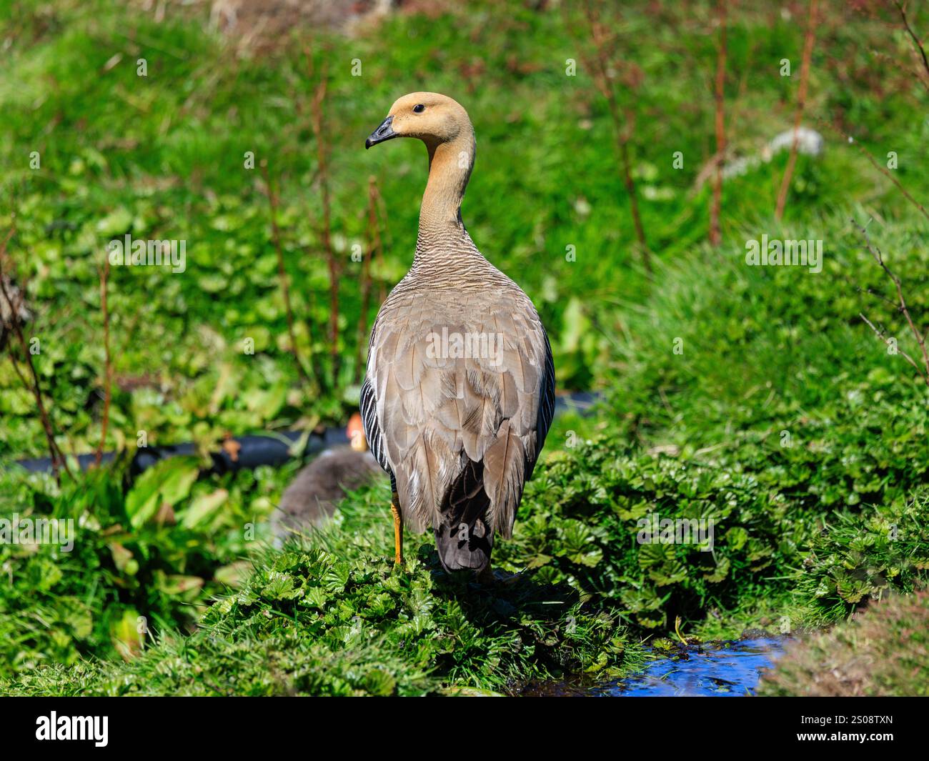 adult female upland goose rear view with head in side profile standing ...