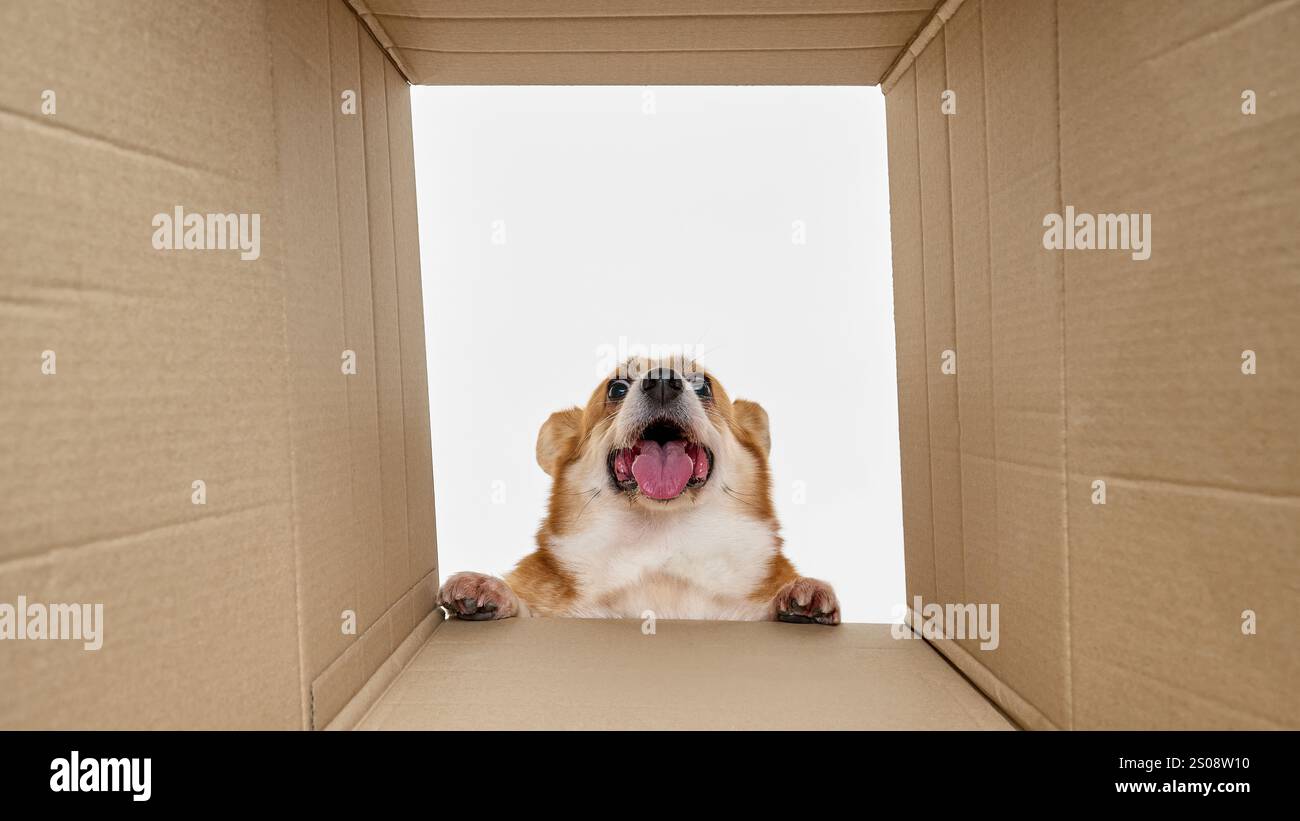 Dog peeks out of cardboard box with its mouth wide open and tongue out ...