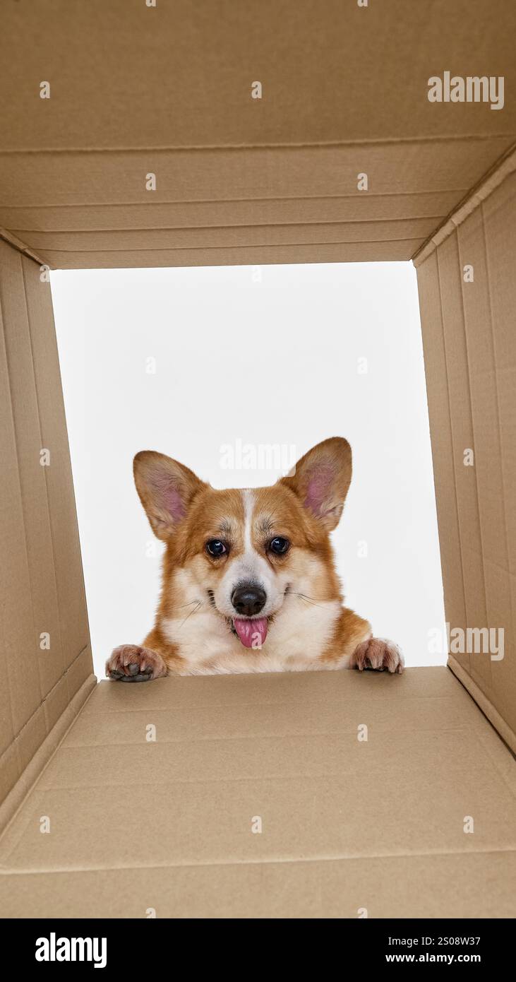 Funny, curious little purebred corgi dog, peeks out from cardboard box ...