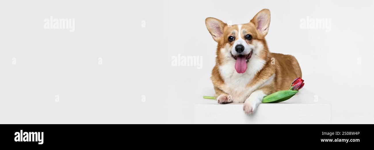 Friendly, funny, fluffy fur purebred Corgi dog lying down with red ...