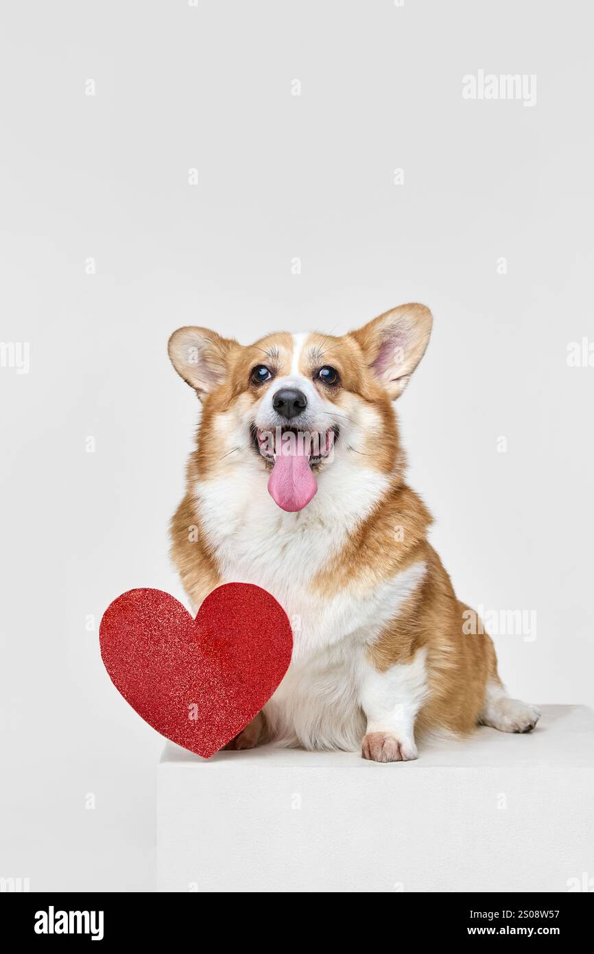 Portrait of cute, cheerful, happy, purebred Welsh Corgi Pembroke dog ...